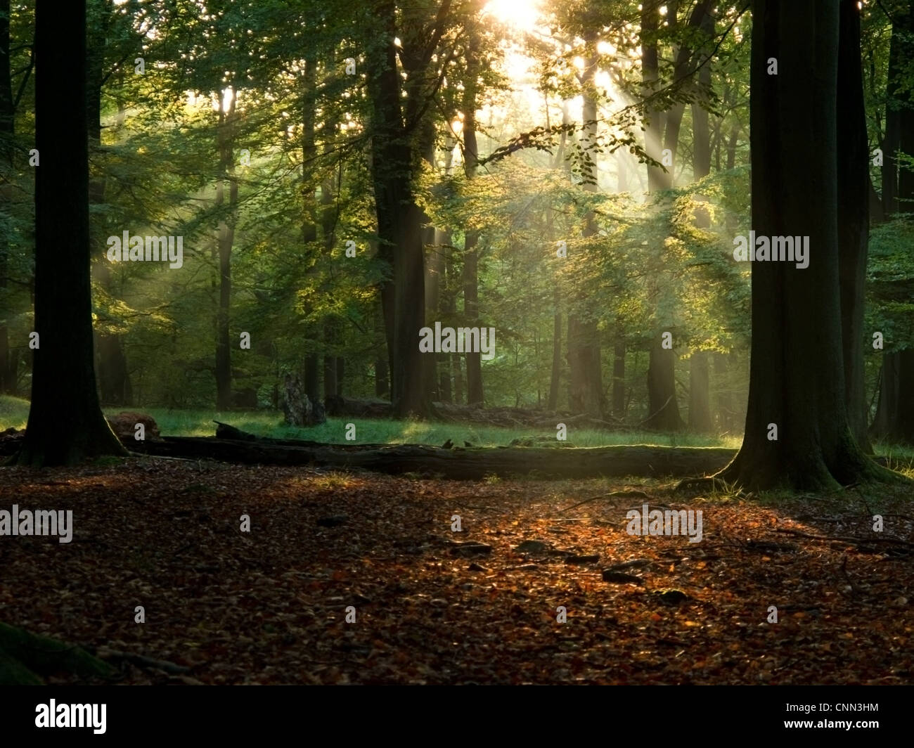 beech forest with fog and warm sunshine in autumn, fall Stock Photo - Alamy