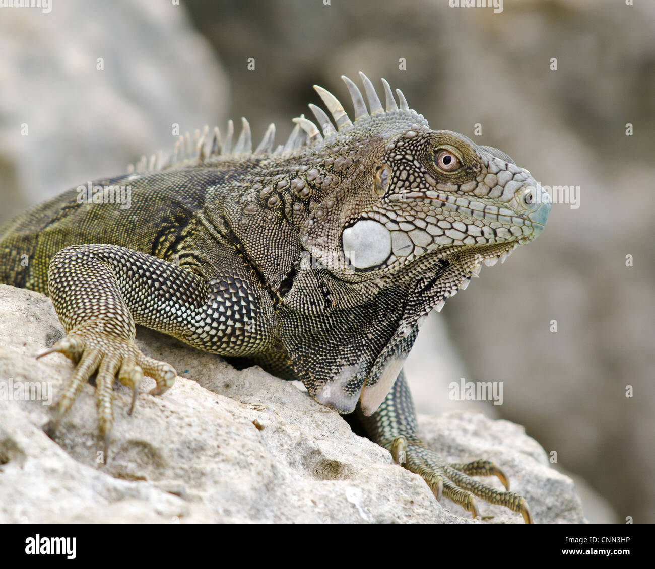 West indian rock iguana hi-res stock photography and images - Alamy