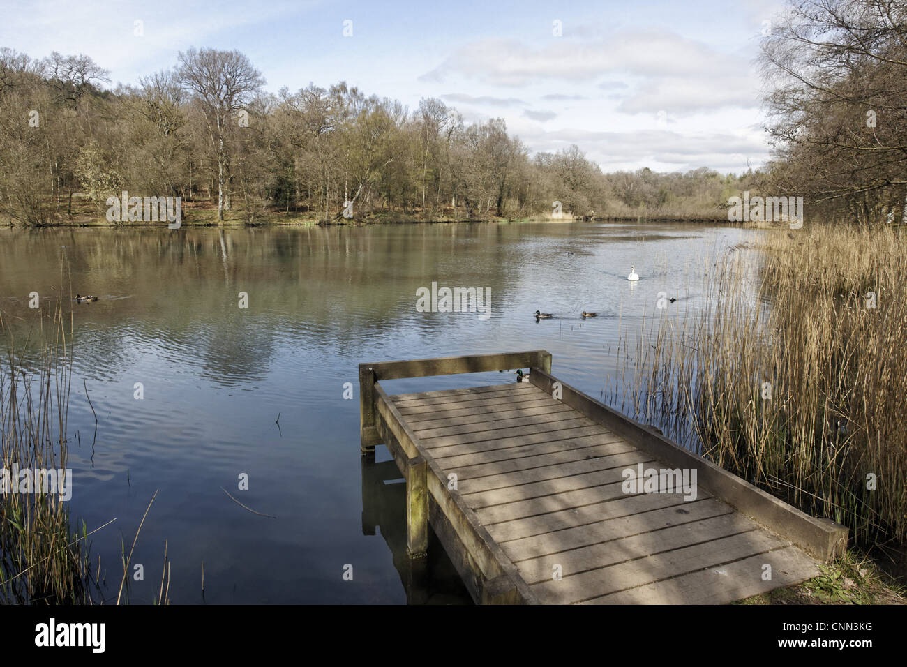 View jetty pond habitat Mallard Ducks Anas platyrhynchos Mute Swan ...