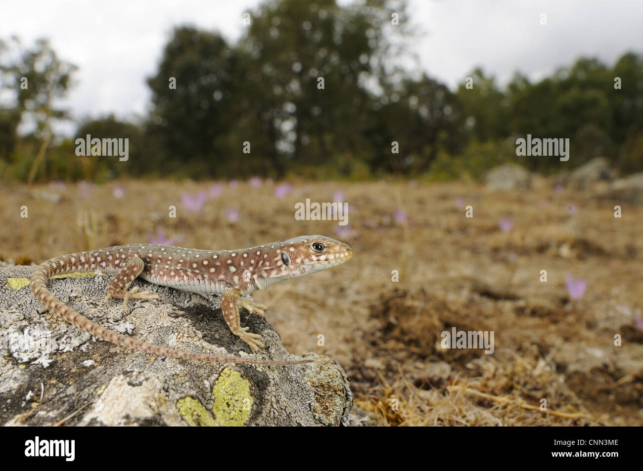 Ocellated Lizard (Timon lepidus) young, standing on rock in habitat ...