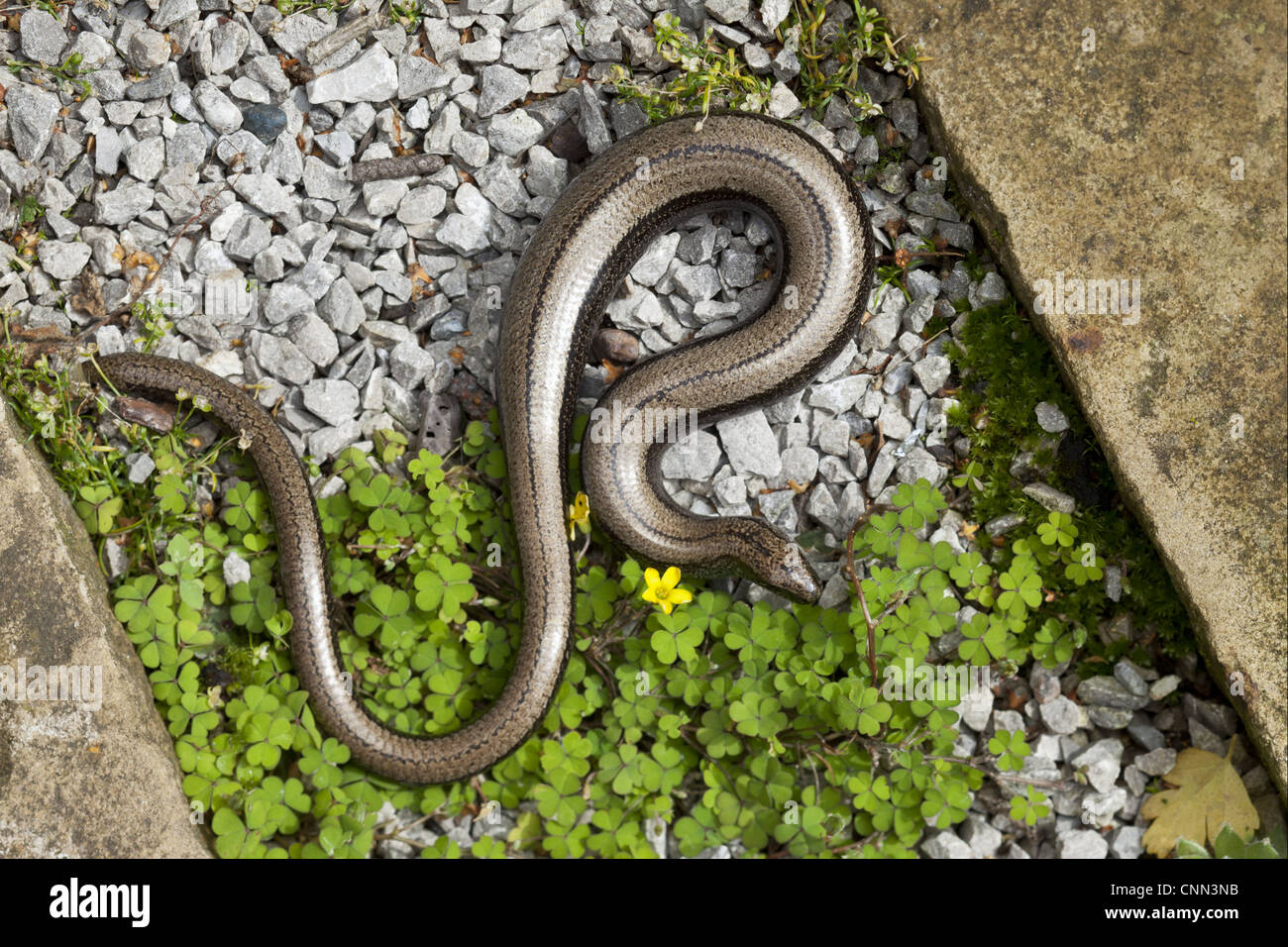 Slow-worm (Anguis fragilis) adult female, pregnant with partially re ...