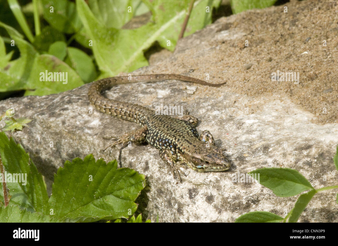 Common Wall Lizard (Podarcis muralis) introduced species, adult male ...