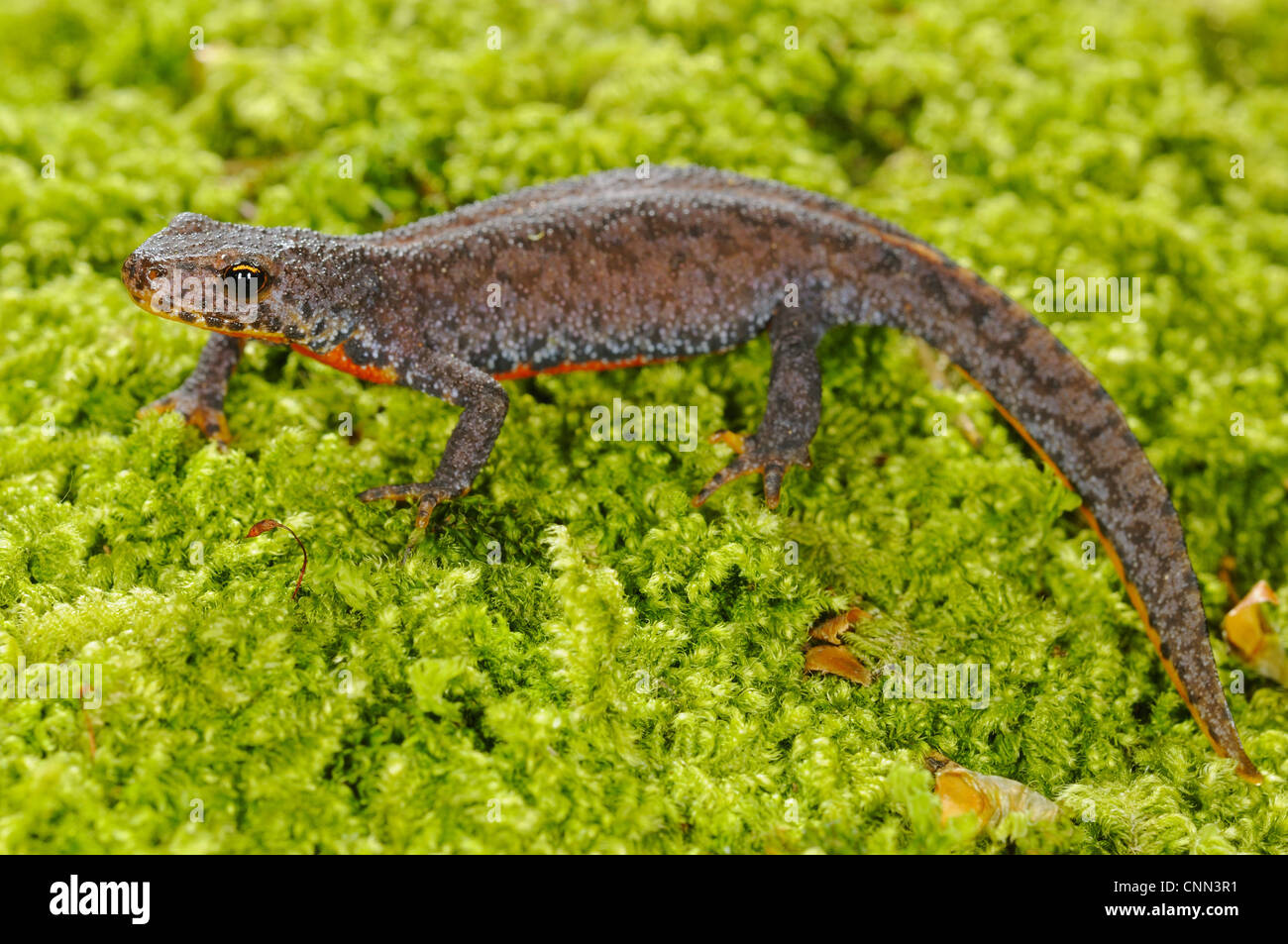 Alpine Newt (Mesotriton alpestris) adult, in terrestrial phase ...