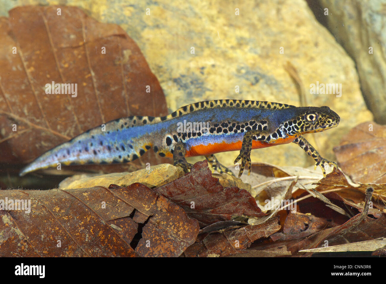 Alpine Newt (Mesotriton alpestris) adult male, in breeding colour, on ...