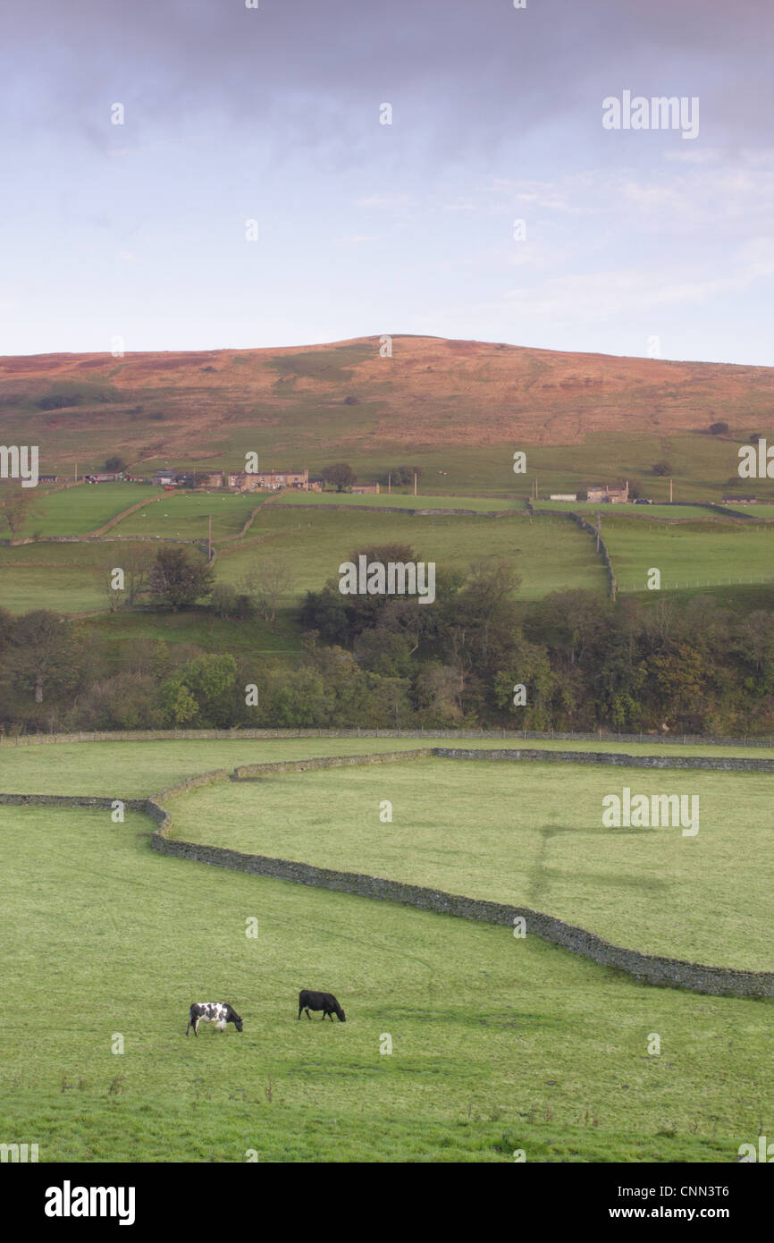 View drystone walls cattle grazing pasture river valley River Swale ...