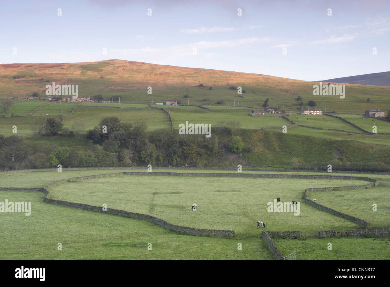 View drystone walls cattle grazing pasture river valley River Swale ...