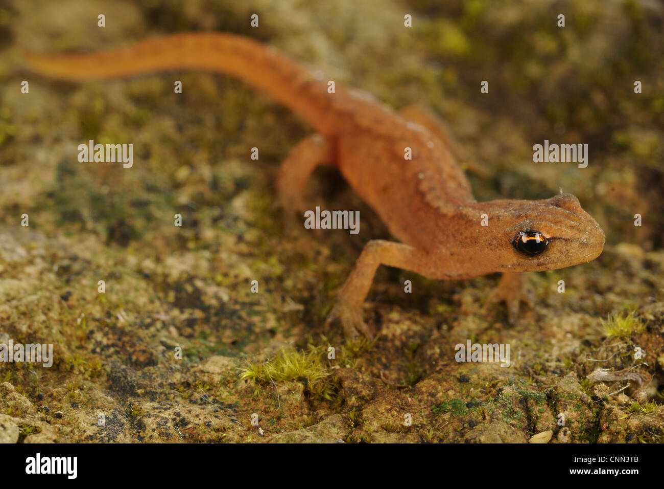 Common newt newts hi-res stock photography and images - Alamy