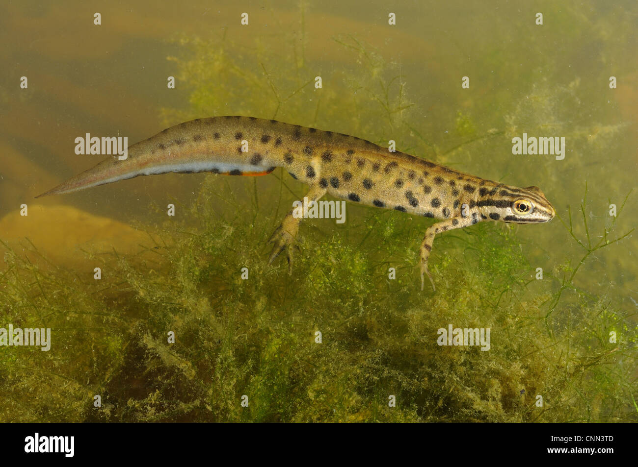 Smooth Newt (Lissotriton vulgaris) adult male, underwater, Italy, june ...