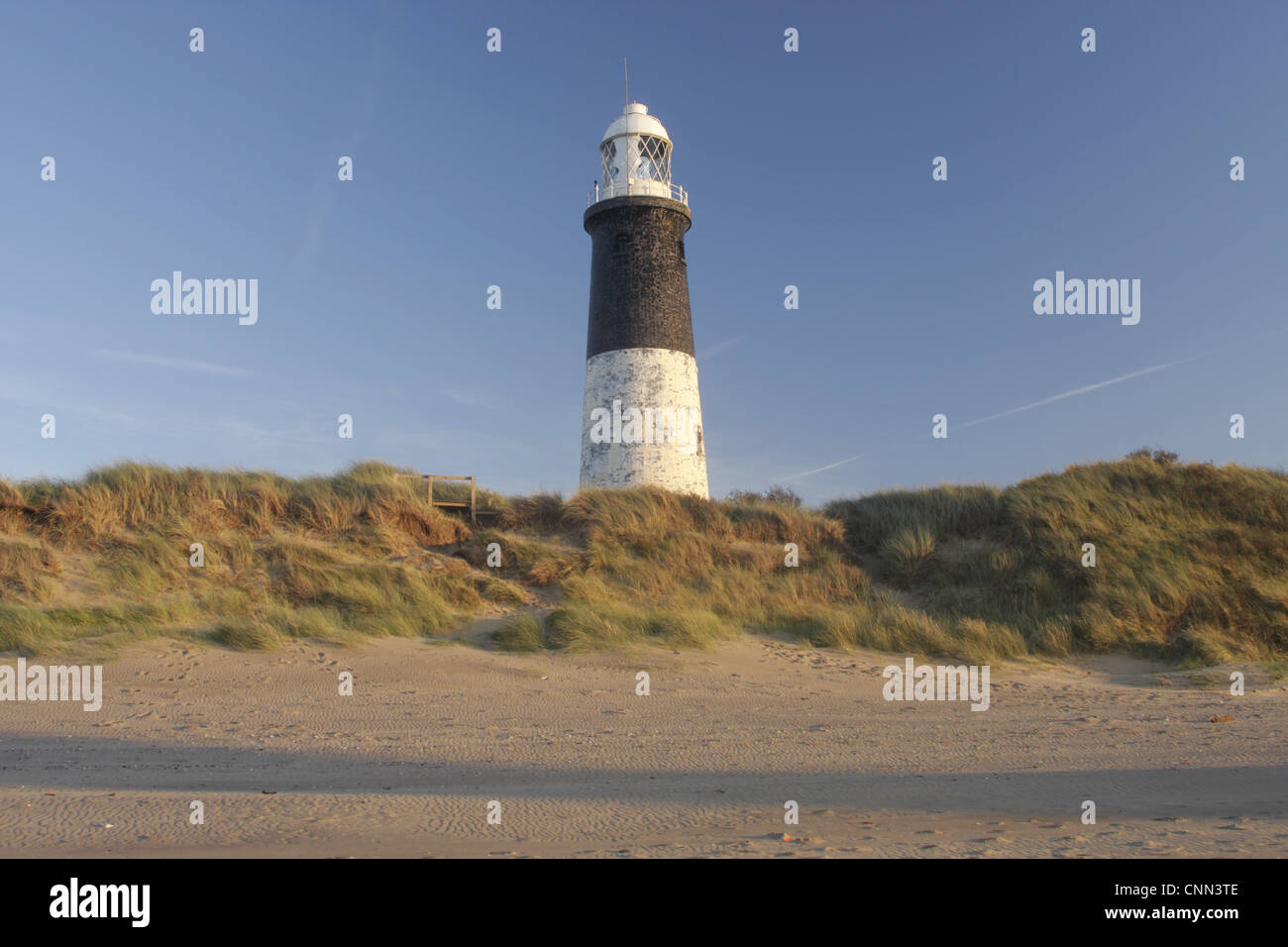 View lighthouse Marram Grass Ammophila arenaria growing coastal sand ...