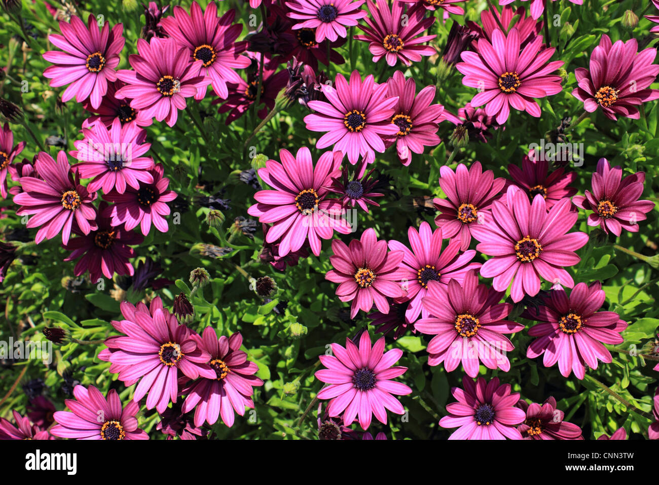 Pink flowers Valencia Spain Stock Photo - Alamy