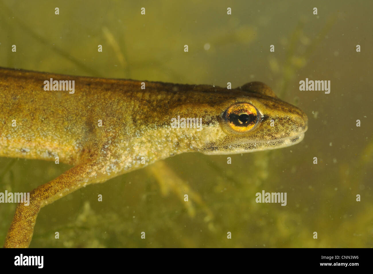 Smooth Newt (Lissotriton vulgaris) adult female, close-up of head ...