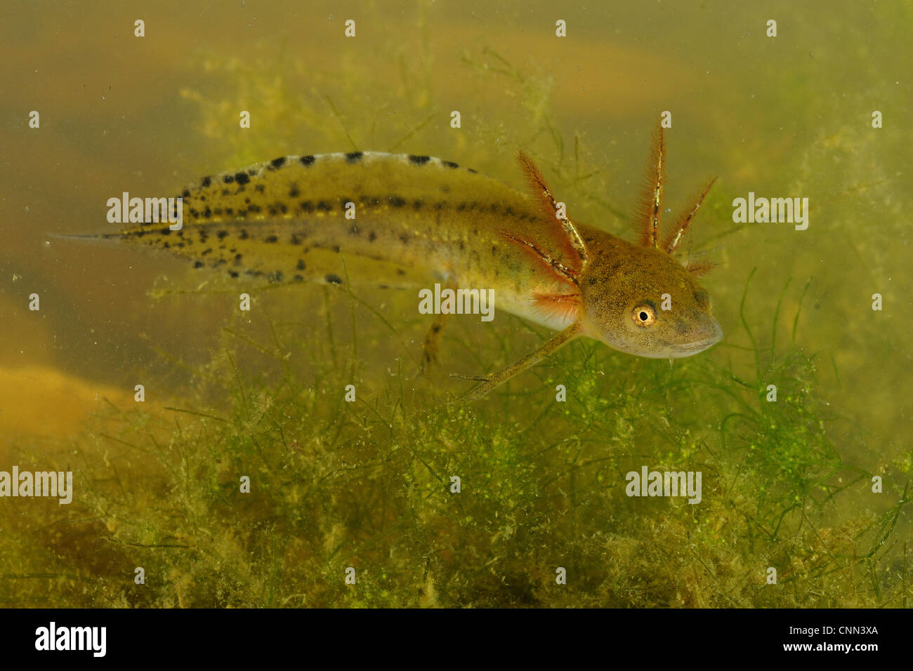 Italian Crested Newt (Triturus carnifex) larva, underwater, Italy, june ...