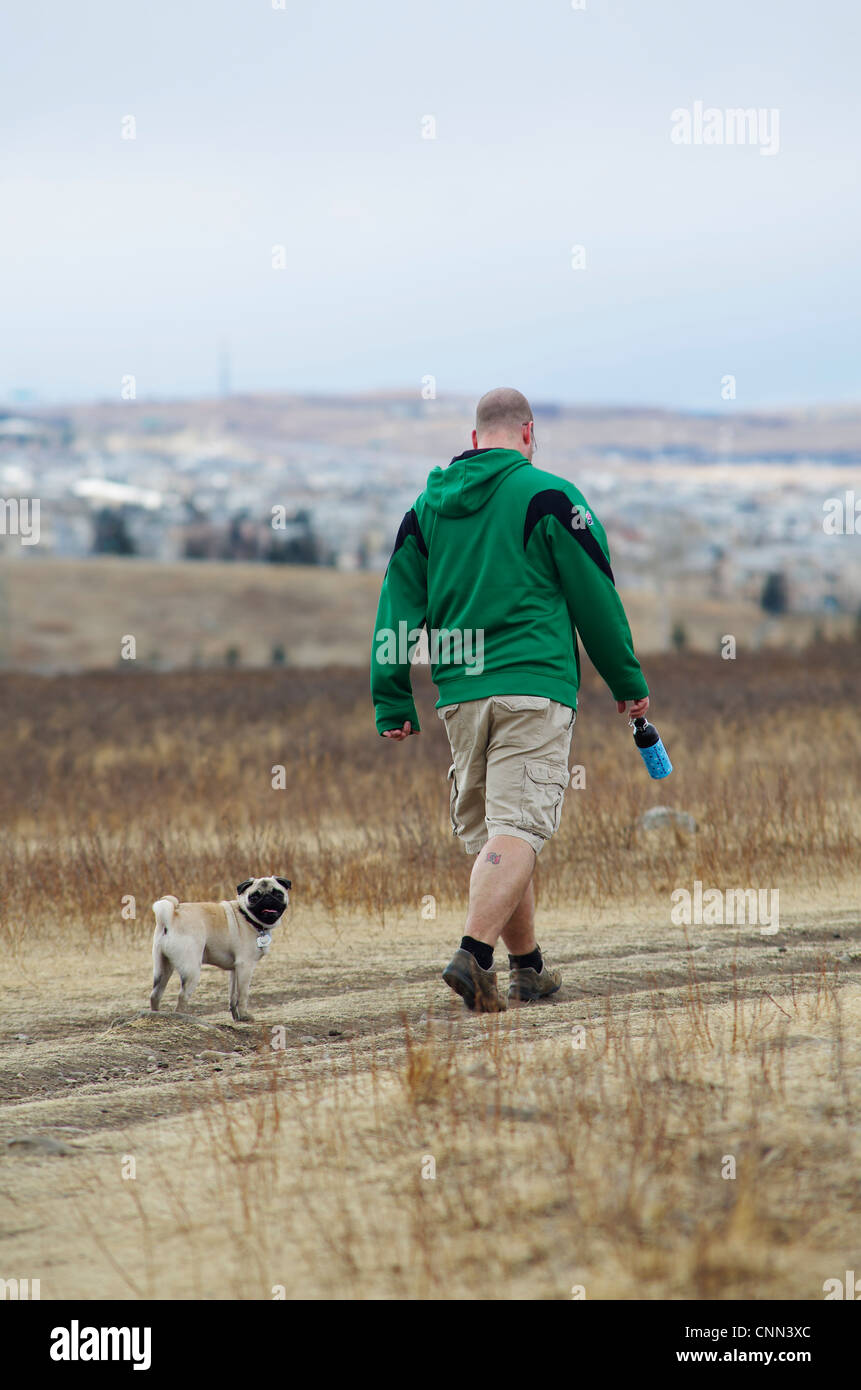 A 1 year old fawn coloured pug looking back at the camera while walking ...