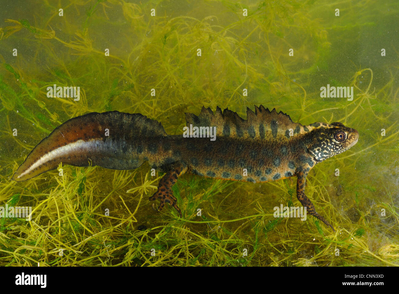 Italian Crested Newt (Triturus carnifex) adult male, amongst weed ...