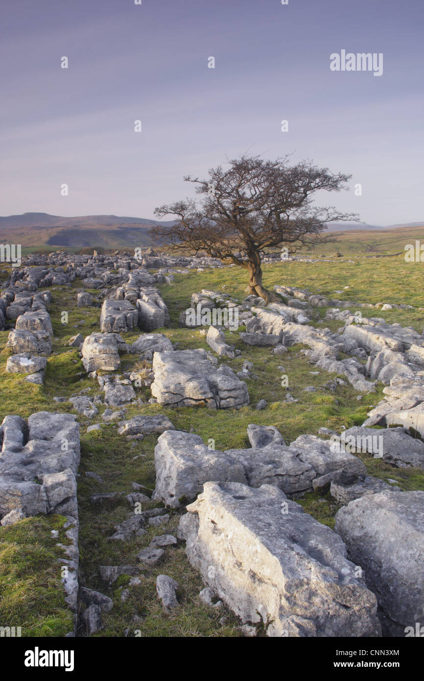 Limestone rocks withered Common Hawthorn Crataegus monogyna tree dusk ...
