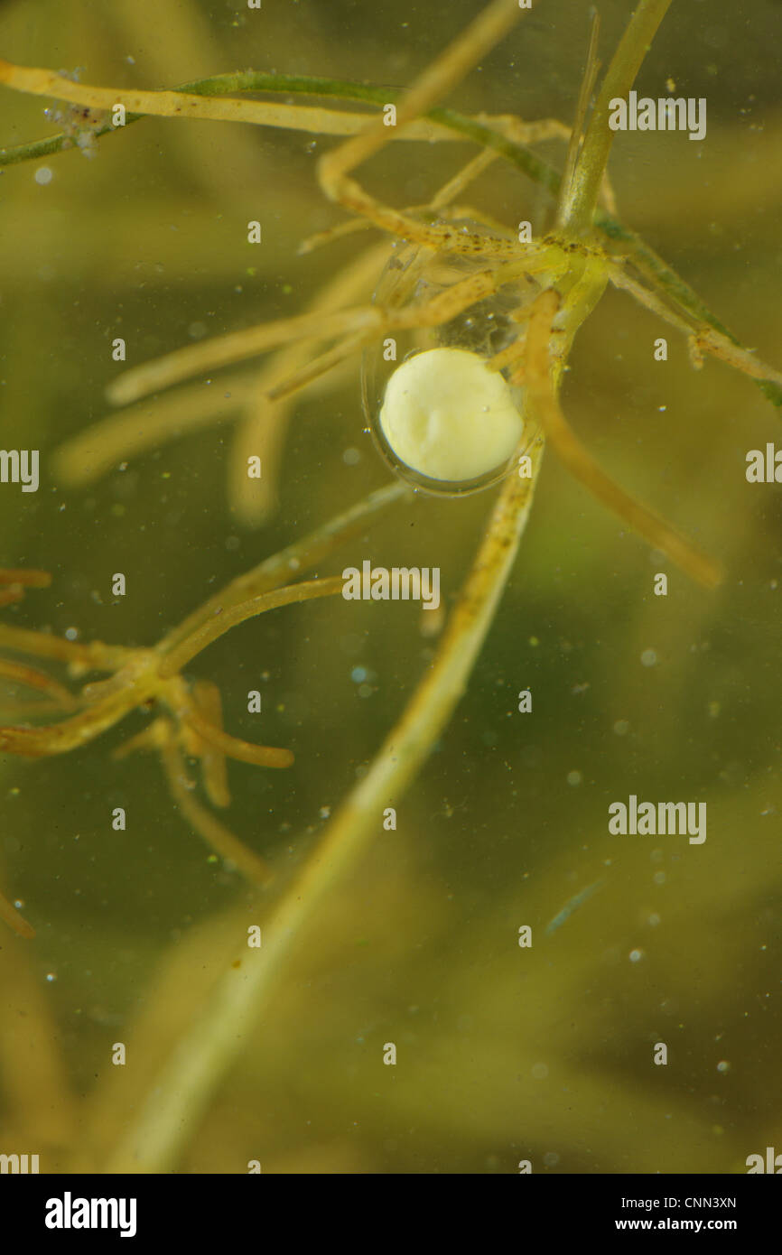 Italian Crested Newt (Triturus carnifex) developing egg, attached to ...