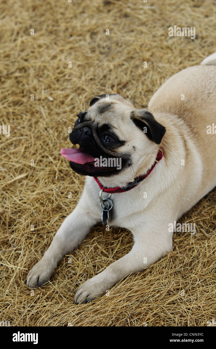 A 1 year old fawn coloured Chinese pug in the "down" position, panting ...
