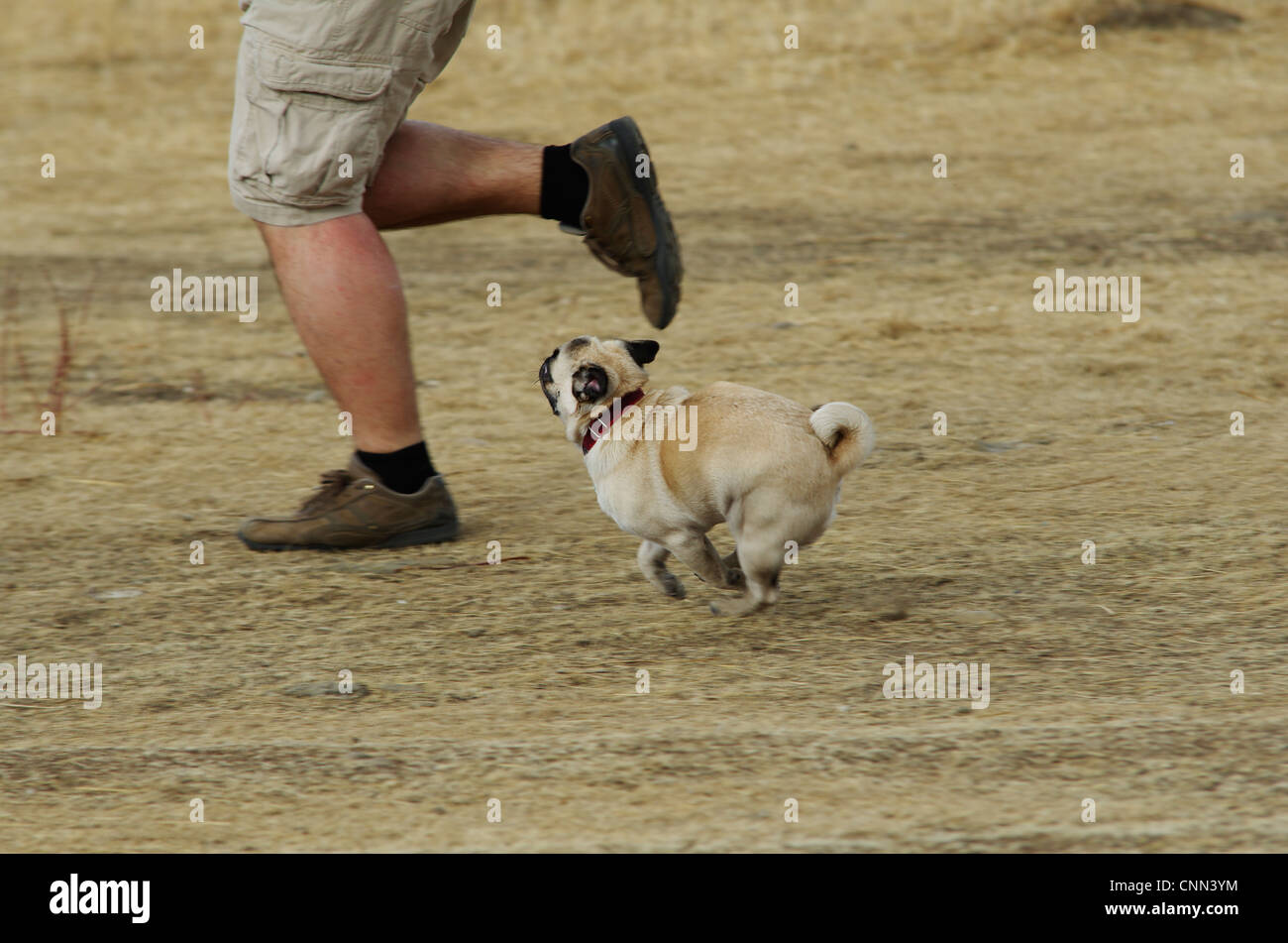Walking the pug hi-res stock photography and images - Alamy