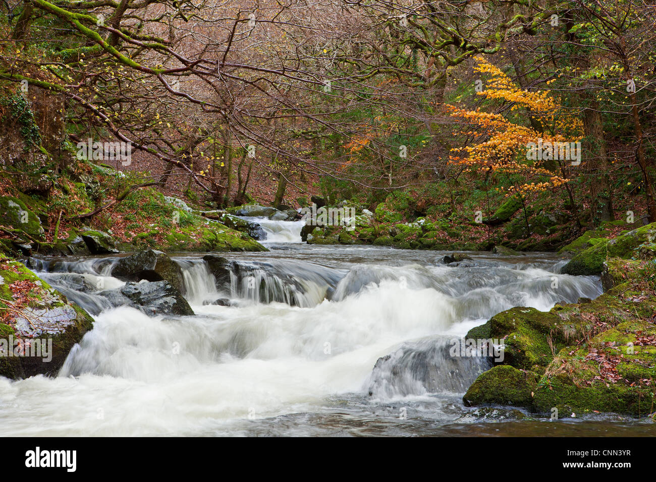 Fast-flowing river cascades woodland habitat East Lyn River Barton ...