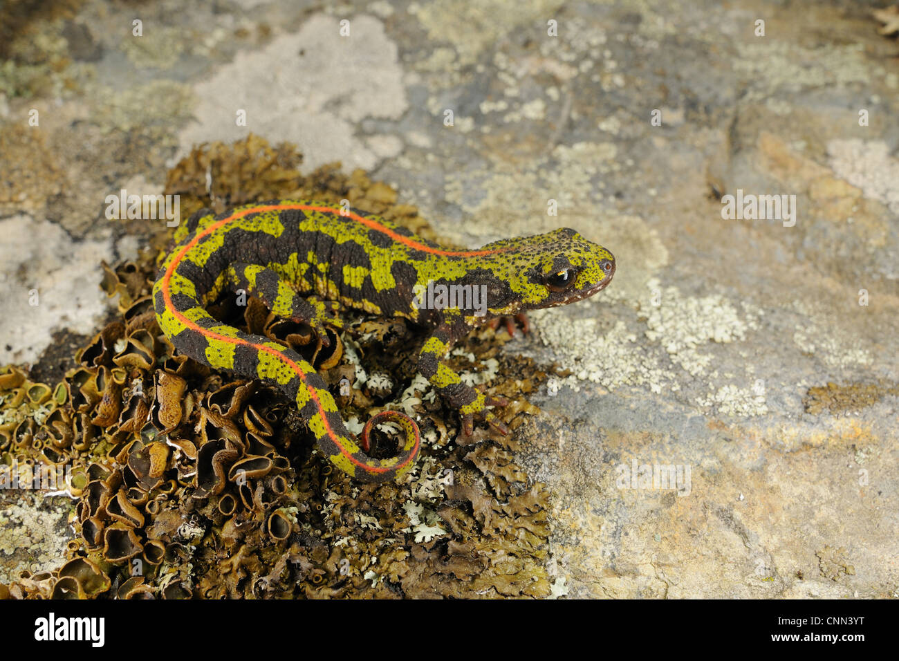 Marbled Newt (Triturus marmoratus) adult, terrestrial phase, standing ...