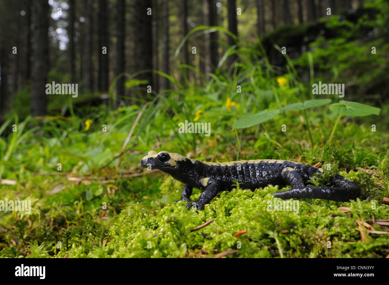Golden salamander hi-res stock photography and images - Alamy