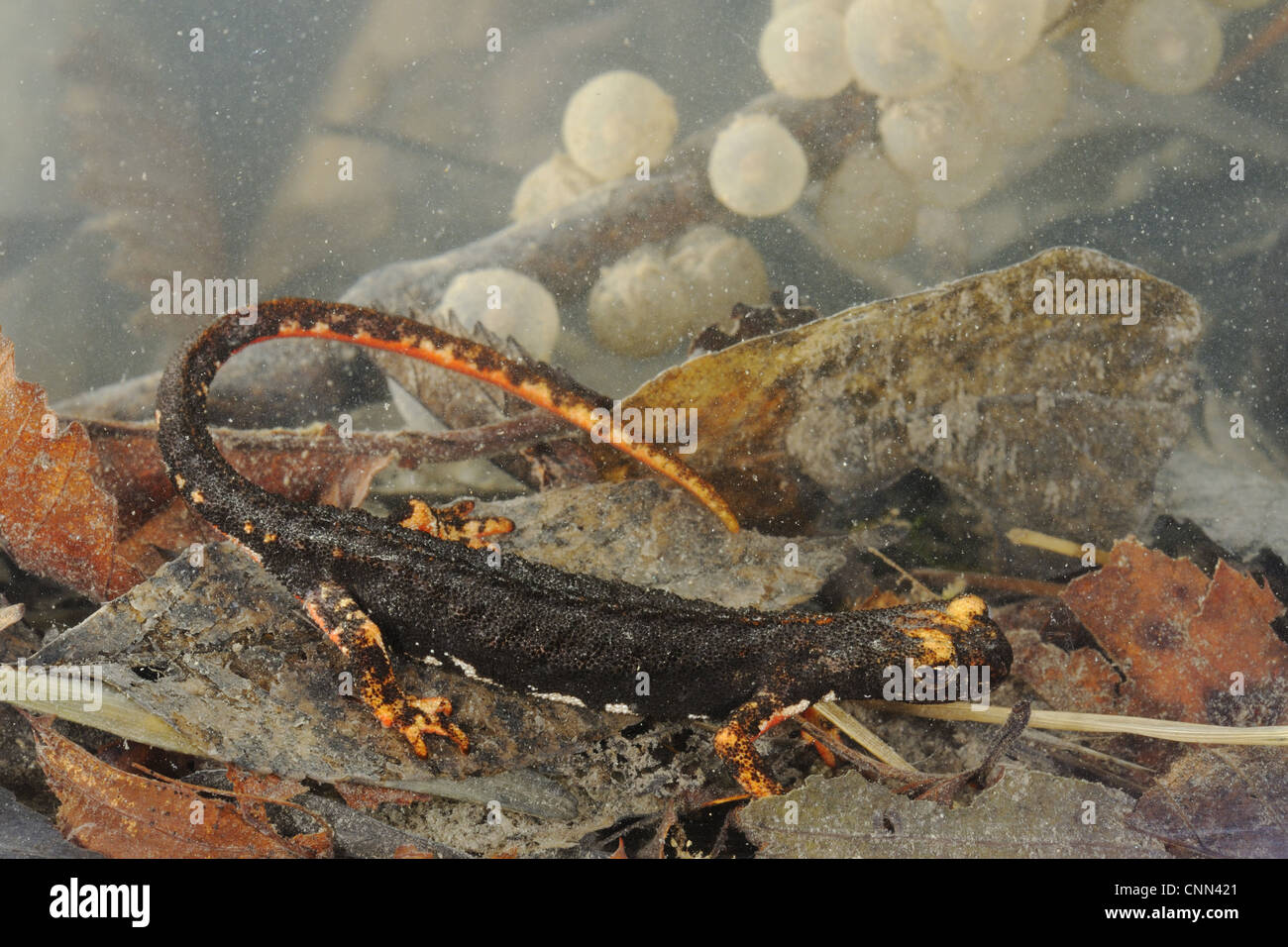 Northern Spectacled Salamander (Salamandrina perspicillata) adult, with ...