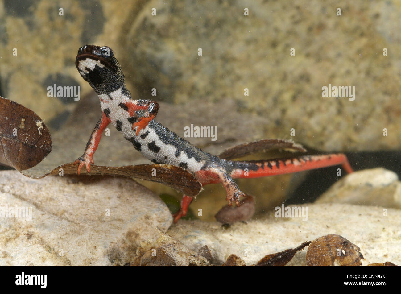 Northern Spectacled Salamander (Salamandrina perspicillata) adult ...