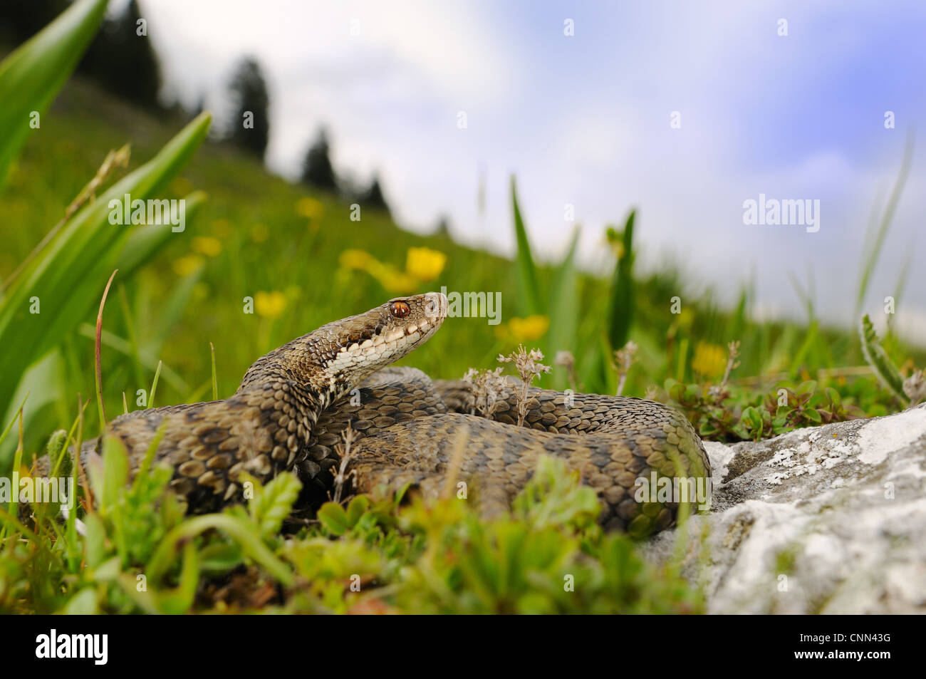 European Adder (Vipera berus) adult, coiled on slope in mountain ...