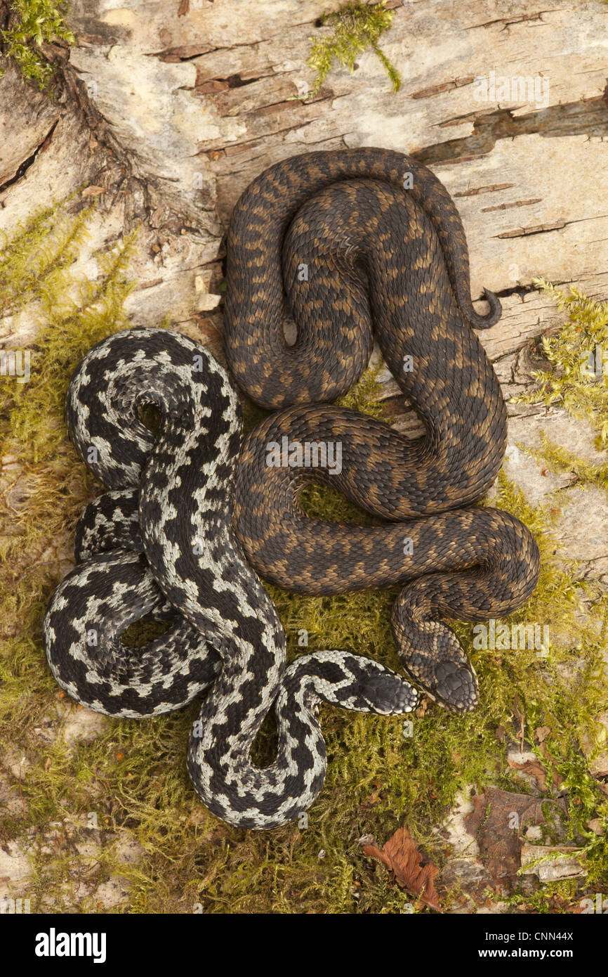 European Adder (Vipera berus) adult male and female, basking on birch ...