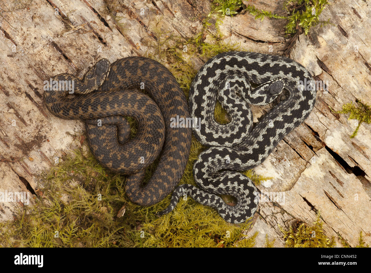 Viper vipera berus basking male female hi-res stock photography and ...