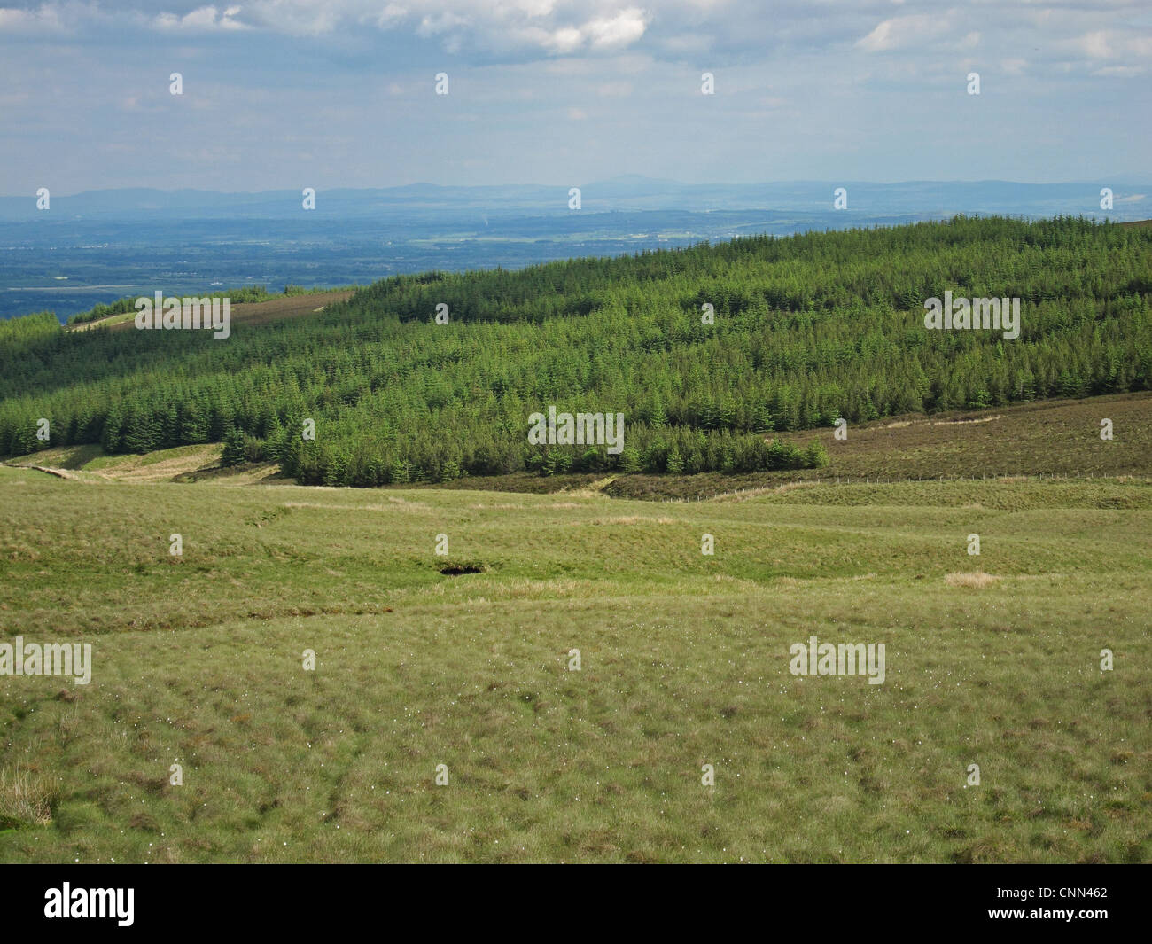 Conifer woods and plantations hi-res stock photography and images - Alamy