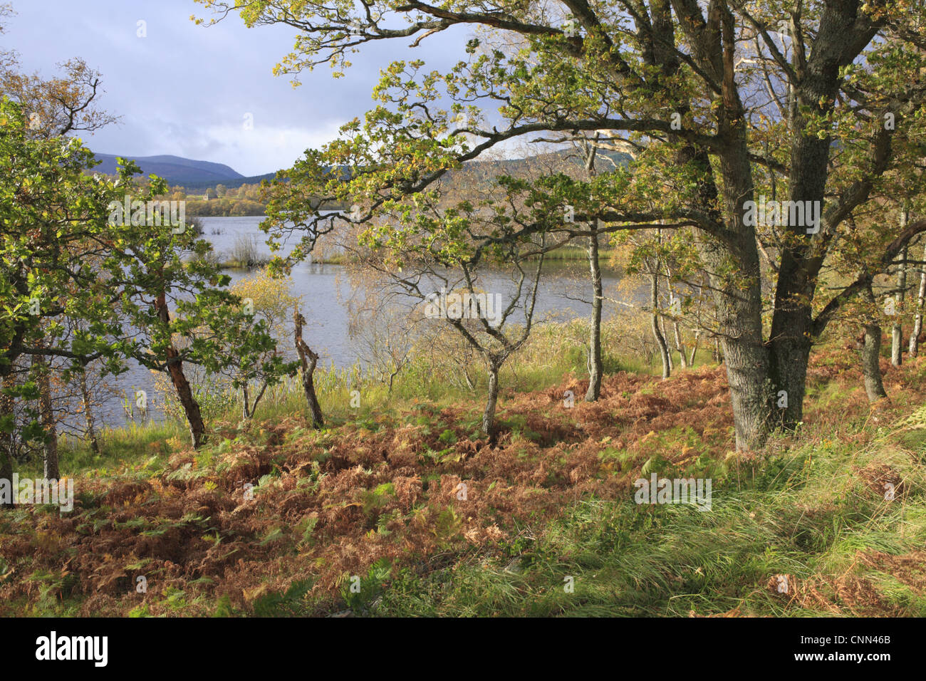 Oak Quercus sp. woodland habitat beside freshwater loch Loch Kinord ...