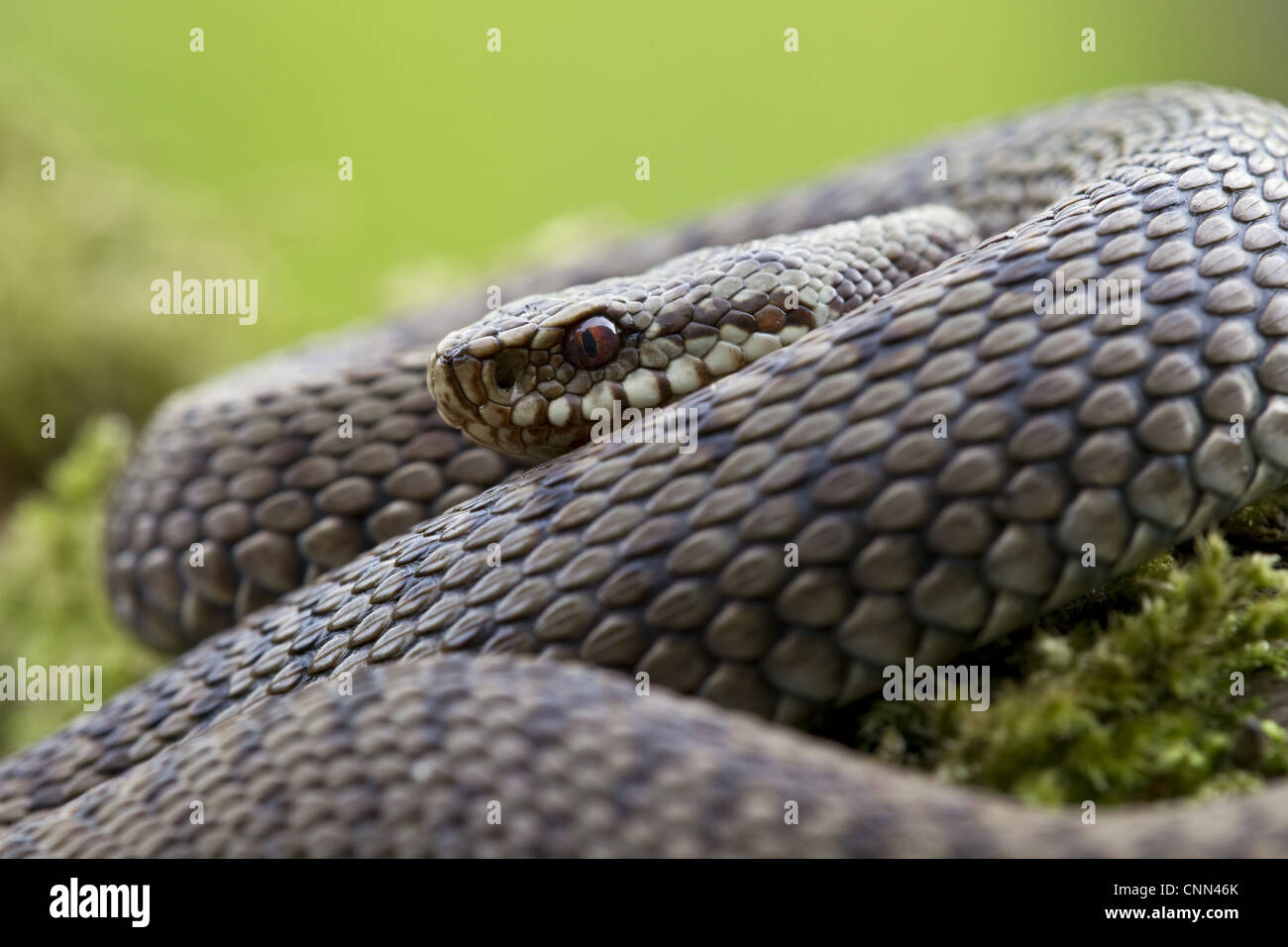 Adders heads hi-res stock photography and images - Alamy