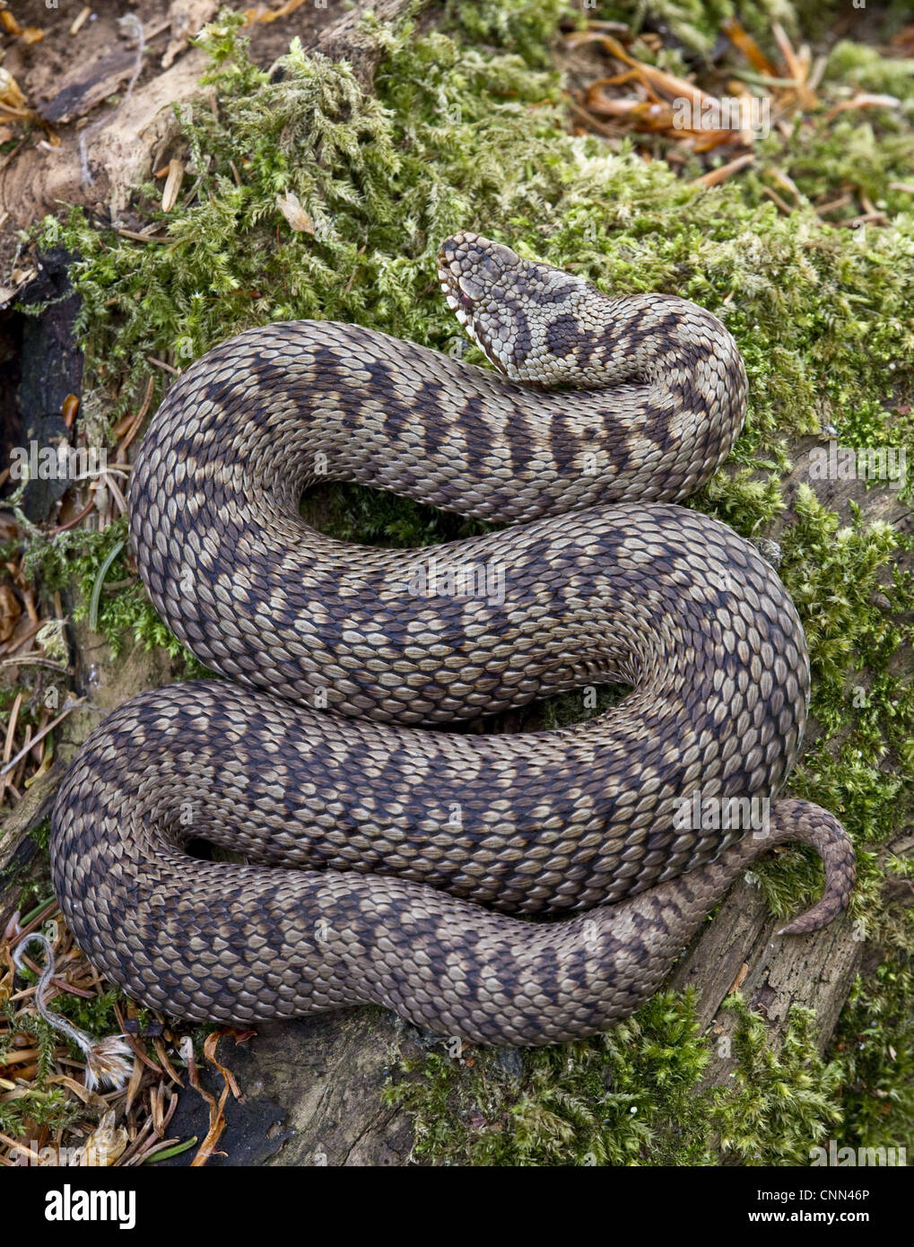 Vipera berus adders hi-res stock photography and images - Alamy