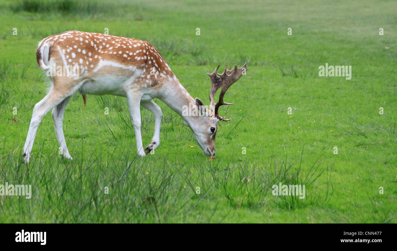 Menil fallow deer hi-res stock photography and images - Alamy