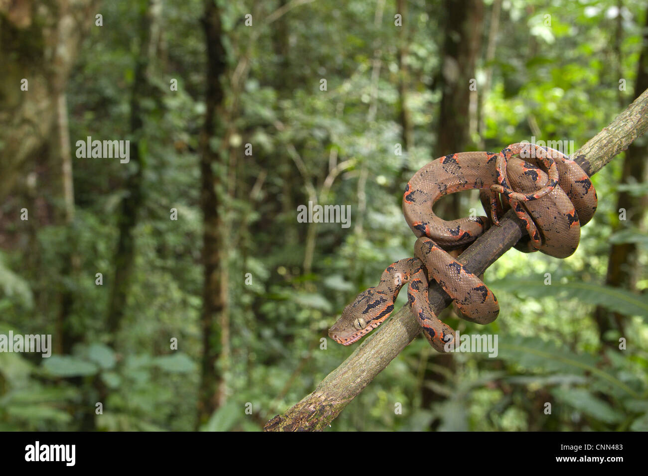South american tree boas hi-res stock photography and images - Alamy