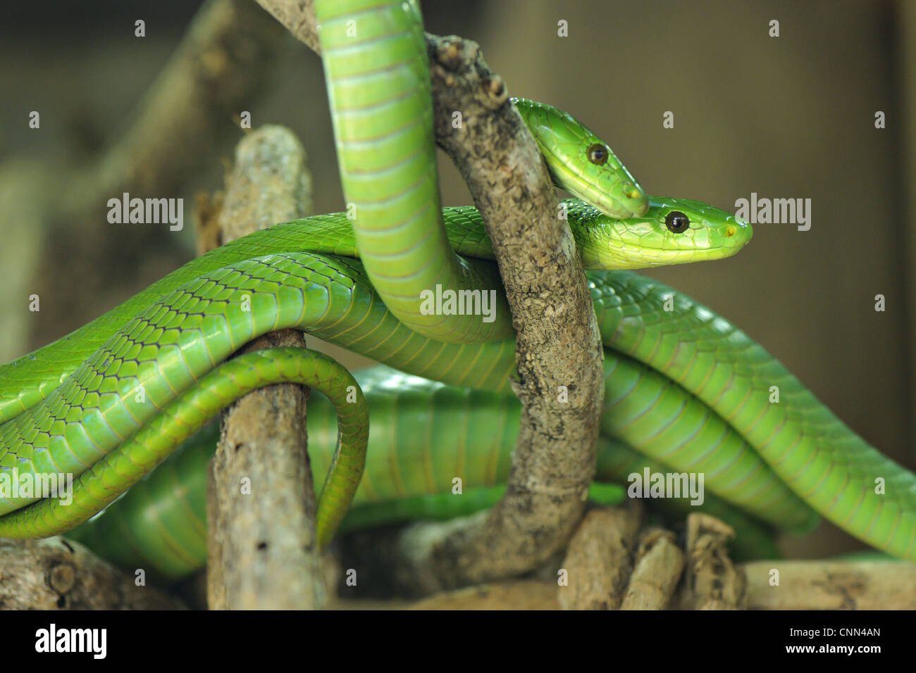 Pair of green mambas hi-res stock photography and images - Alamy