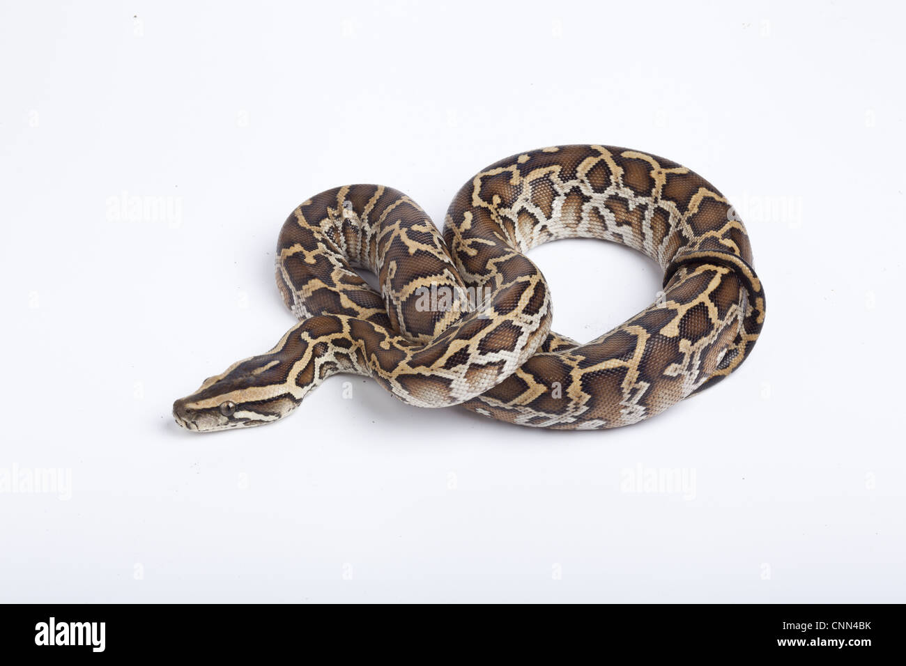 Burmese Python (Python molurus bivittatus) immature Stock Photo - Alamy