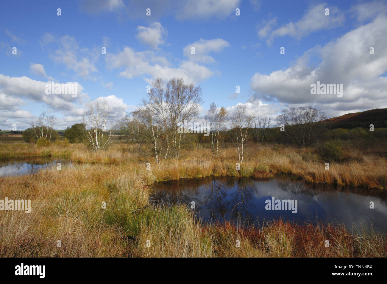 Raised bog habitat with birch and willow trees, Cors Caron, Ceredigion ...