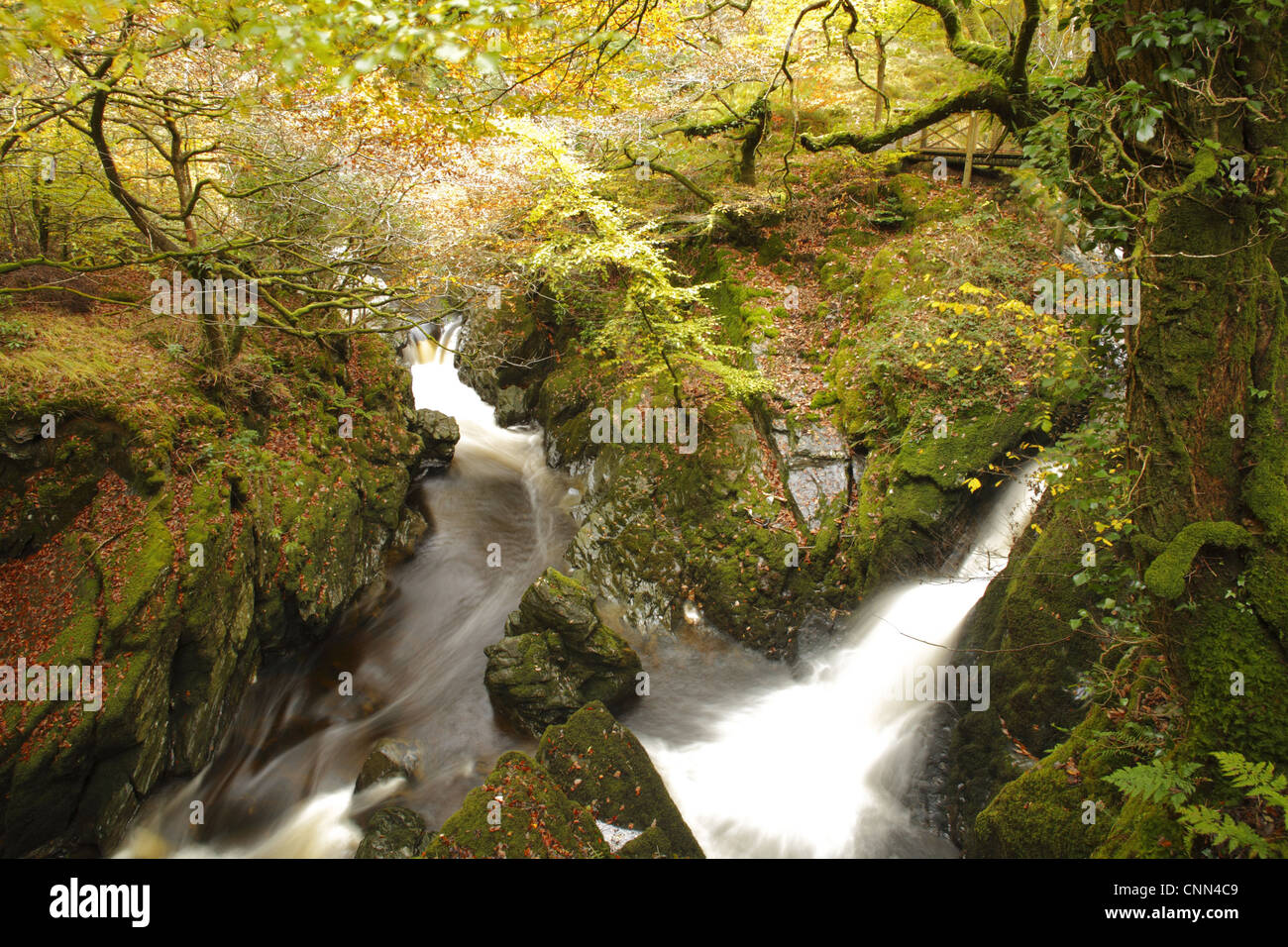 Hafod forest wales hi-res stock photography and images - Alamy