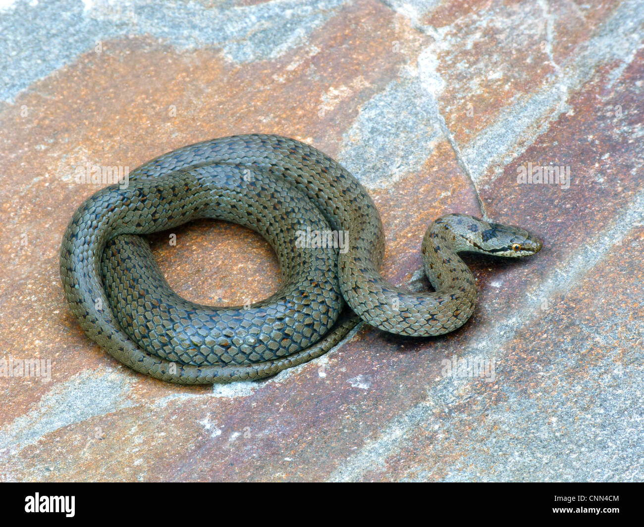 Smooth Snake (Coronella austriaca) adult, coiled on stone, Cannobina ...