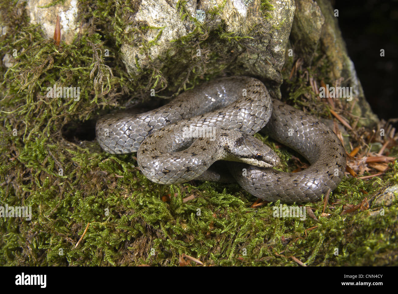 Smooth Snake Coronella austriaca adult coiled moss outside retreat ...