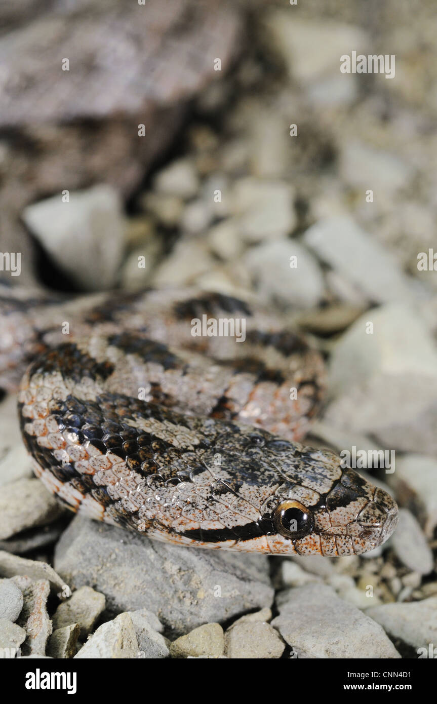 Southern Smooth Snake (Coronella girondica) adult, close-up of head ...
