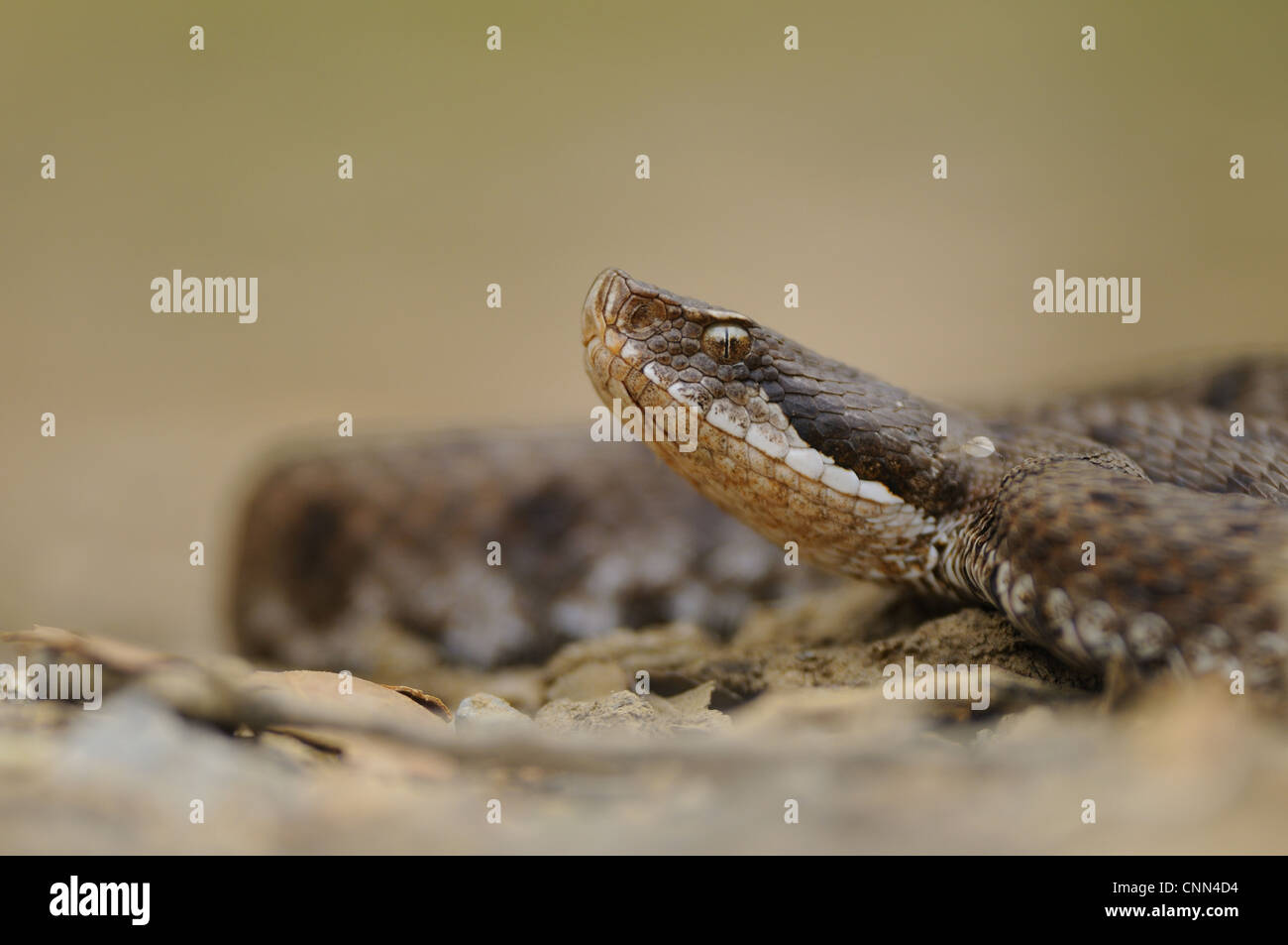 Asp Viper (Vipera aspis) adult, close-up of head, Italy, june Stock ...