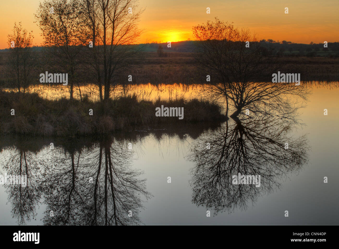 View trees reflected in pond in raised bog habitat at sunset Cors Caron ...