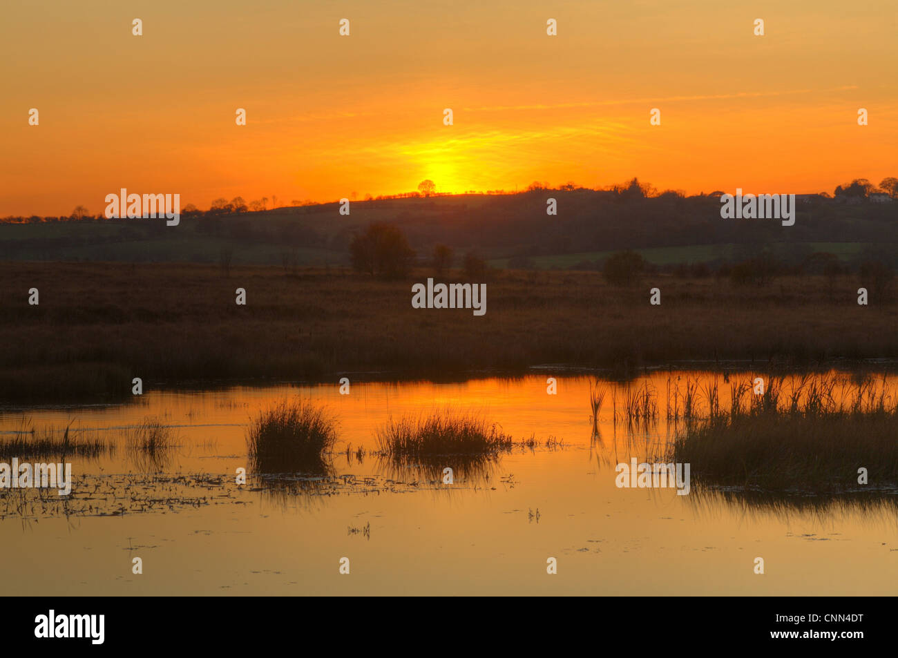 View of pond in raised bog habitat at sunset, Cors Caron National ...