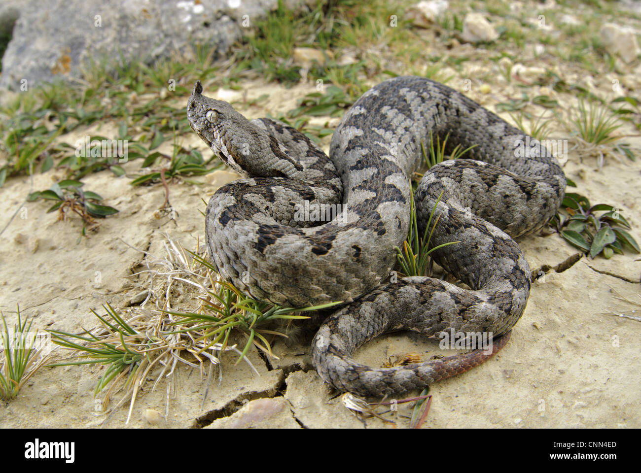 Nose horned viper vipera ammodytes hi-res stock photography and images ...