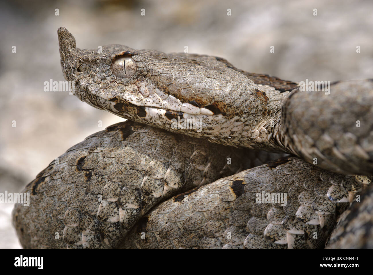 Nose-horned Viper (Vipera ammodytes) adult male, close-up of head ...