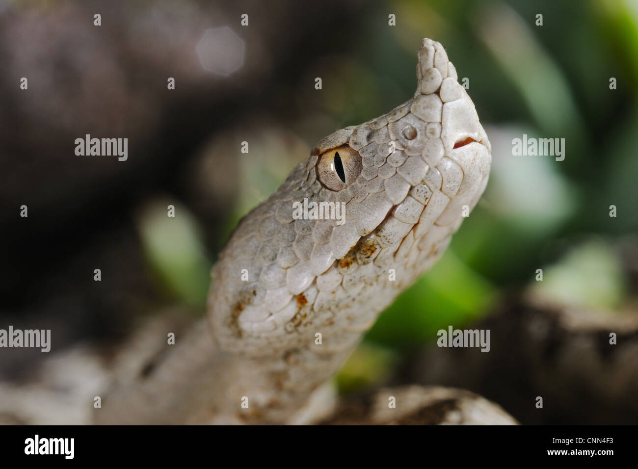 Nose-horned Viper (Vipera ammodytes) adult, close-up of head, Italy ...