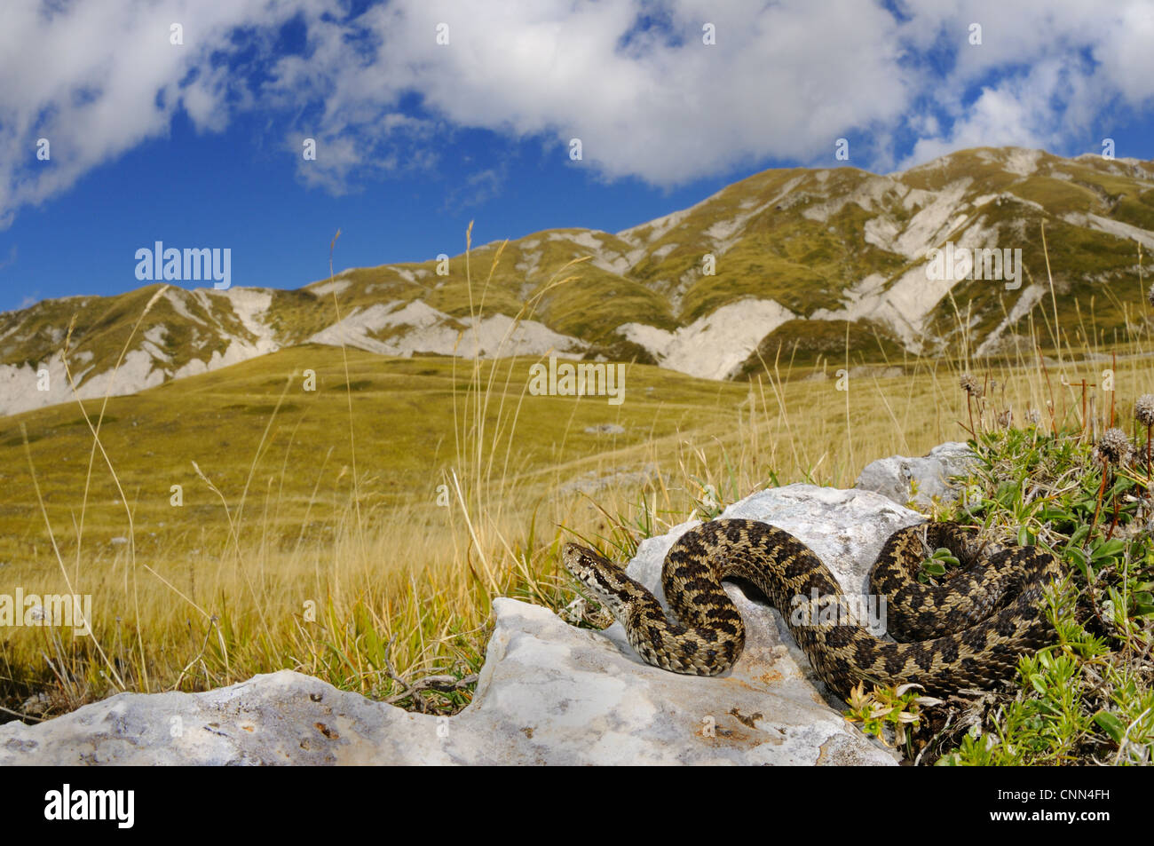 Orsini's Viper (Vipera ursinii) adult, in mountain habitat, Apennines ...